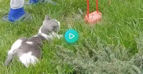 i need my string album on imgur