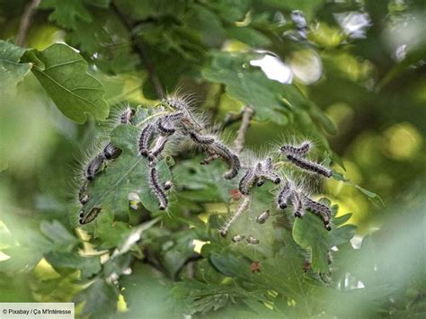 Cet Insecticide Naturel Est Redoutable Contre Les Chenilles