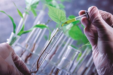 Biostimulant For Plants Role Of Biostimulants In Plant Growth Amino