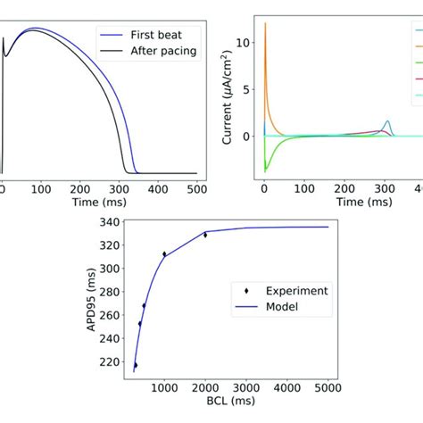 behavior of model with nominal parameter values top left action