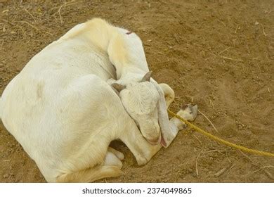 Close Capture Pakistani Goat Goats Grazing Stock Photo Shutterstock