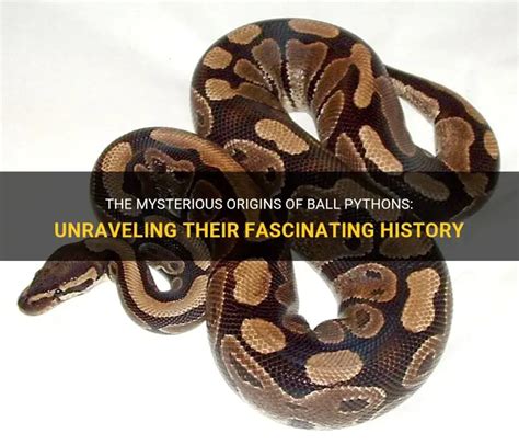 The Mysterious Origins Of Ball Pythons Unraveling Their Fascinating