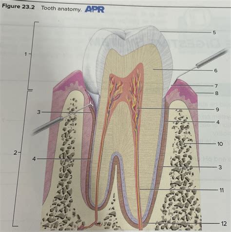 Tooth Anatomy Diagram Quizlet