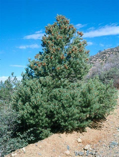 Nevada State Tree Bristlecone Pine