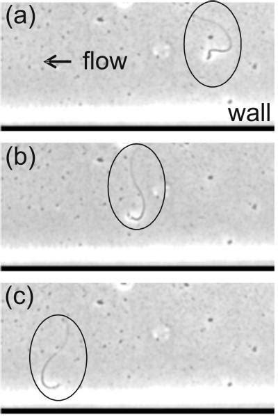 Mouse Sperm Flow Through [image] Eurekalert Science News Releases