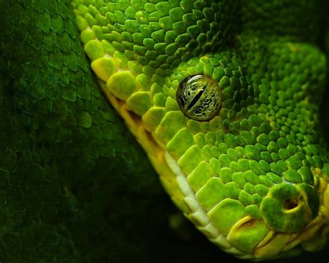 Python Snake Wallpapers Wallpaper Cave