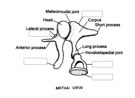 Cd 410 Me Diagram Ossicular Chain Diagram Quizlet