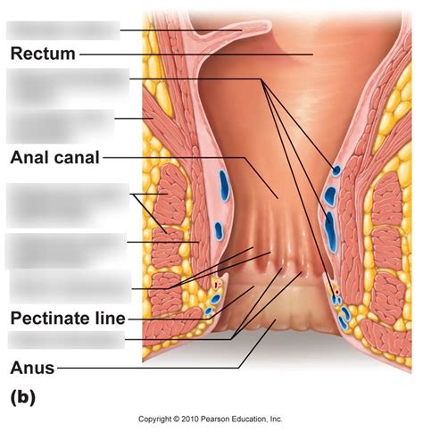 Rectum Diagram Quizlet