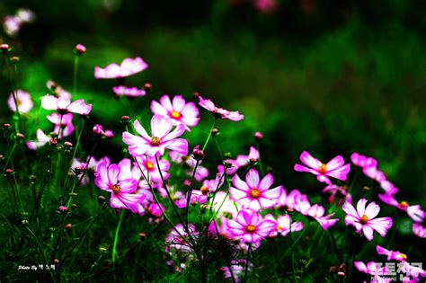 [포토친구] 예쁘고 화사한 코스모스