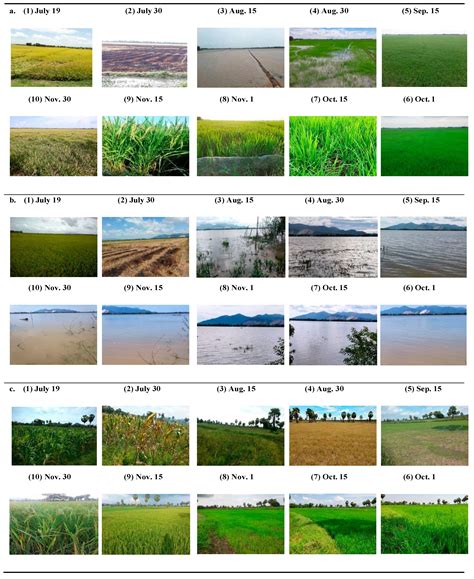 Ijgi Free Full Text Monitoring And Mapping Of Rice Cropping Pattern In Flooding Area In The