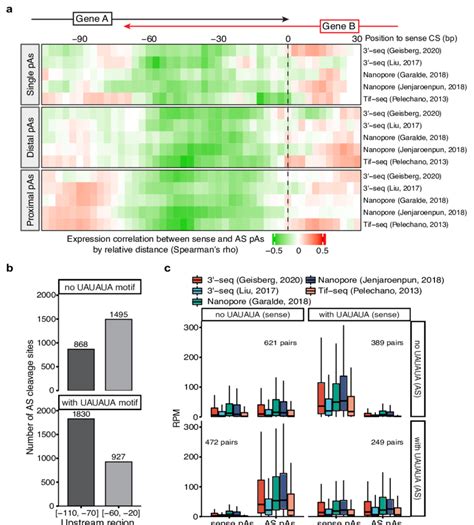 Transcriptional Interference Hidden In Bidirectional Termination Zones