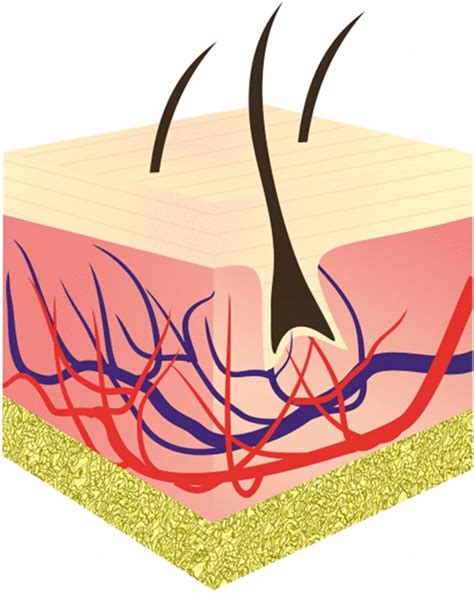 Schematic Of Different Layers Of Skin Download Scientific Diagram