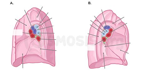 Lung Hilum