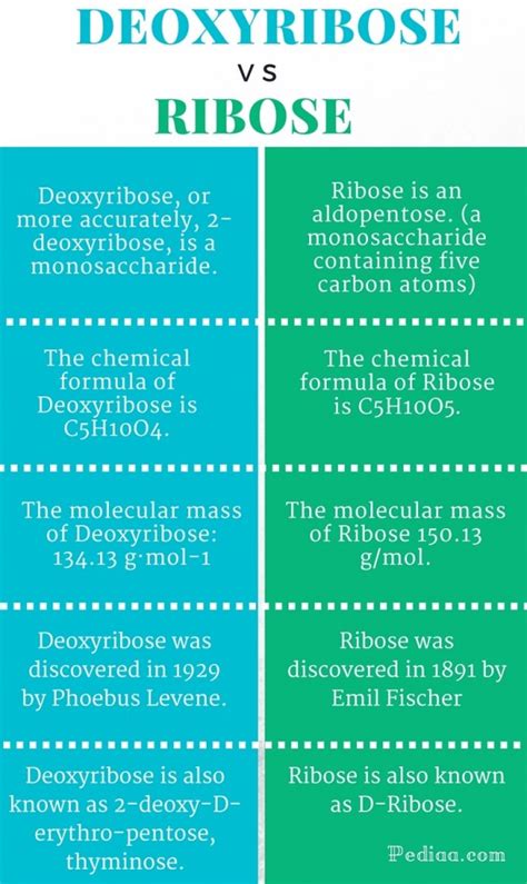 Difference Between Deoxyribose And Ribose