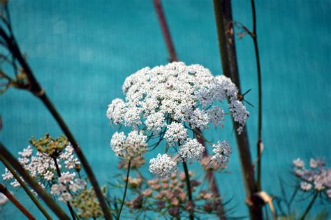 White Summer Flowers Free Stock Photo Public Domain Pictures