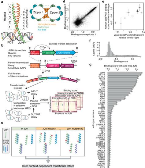 The Genetic Architecture Of Protein Interaction