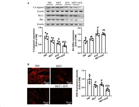 Combined Treatment With Metformin And Atorvastatin Inhibited Download Scientific Diagram