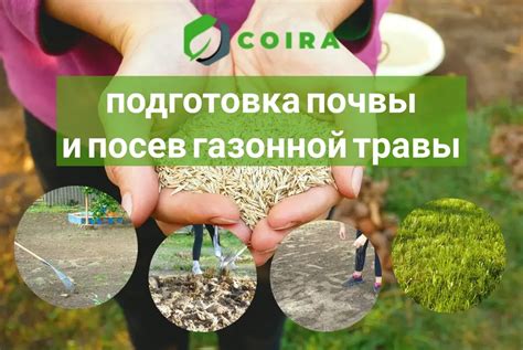Как посадить газонную траву своими руками? Как выбрать семена?