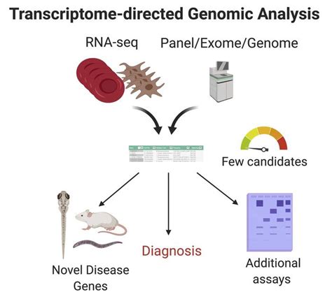 Jci Transcriptome Directed Analysis For Mendelian Disease Diagnosis