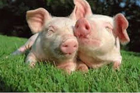 ඌරු උණ වයිරසය සහිත ඌරු මස් තොගයක් හමුවේ Lankadeepa Online