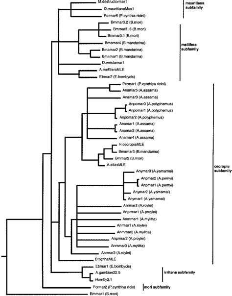 Dendrogram Showing The Phylogenetic Relationships Between The