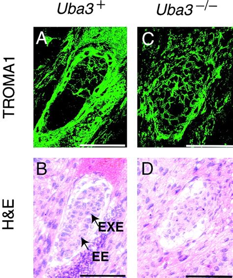Loss Of Embryonic Ectoderm In Uba3− − Embryos Sections Of E6 0 Embryos