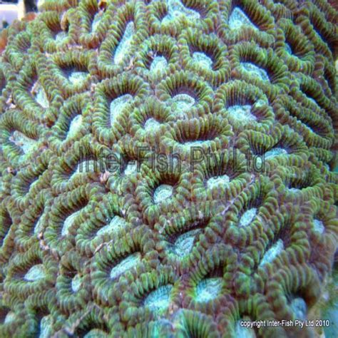 Coral Detection Object Detection Dataset V2 2023 11 15 443am By