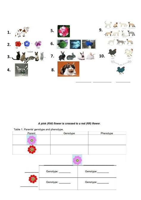 Understanding Non Mendelian Inheritance Patterns And Course Hero