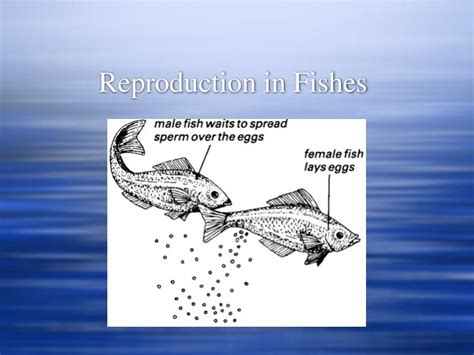 Ppt Reproduction In Fishes Powerpoint Presentation Free Download Id