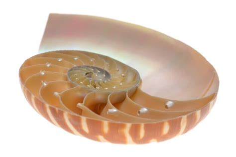 Premium Photo Nautilus Pompilius Living Fossil Mollusca Chambered