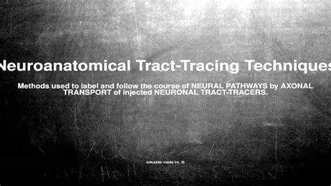 Medical Vocabulary What Does Neuroanatomical Tract Tracing Techniques Mean Youtube