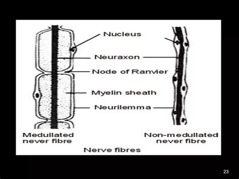 Nerve Physiology Classification And Properties Of Nerve Fibers Ppt