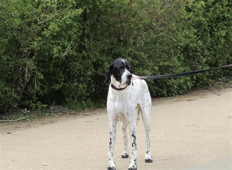 Forum English Pointer Pawer