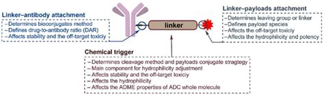 Adc Linker The Key From Mab To Adc