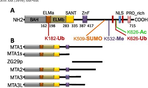 Figure 1 From Structure Expression And Functions Of Mta Genes