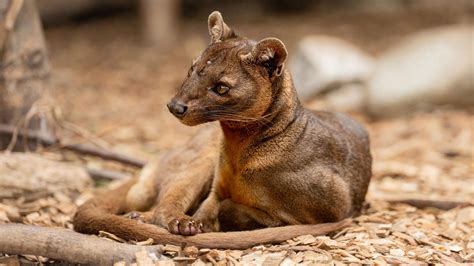 Fossa Life Cycle