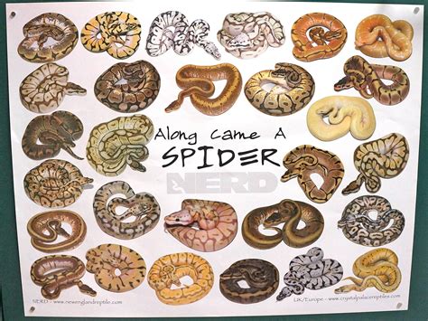 Ball Python Morphs Poster