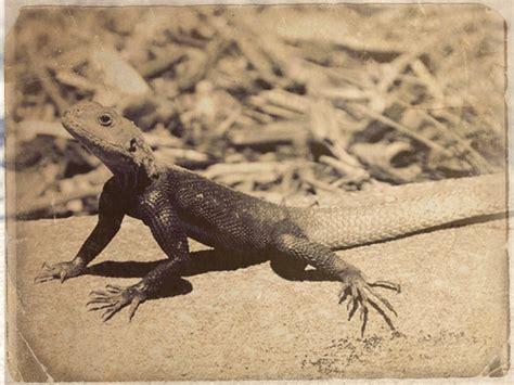 The Snake And The Lizard ~ Ozi Ikòrò