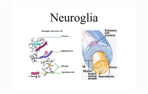Pengertian Neuroglia Fungsi Struktur Dan Jenis Sel Glia Neuroglia Lengkap