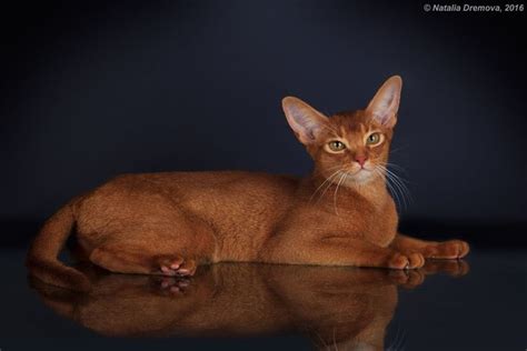 Пин от пользователя QuantumCoati на доске Animals General | Кошечка, Кот