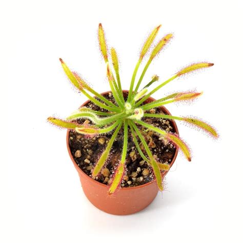 Drosera Capensis Hairy Republic Of South Africa Diflora