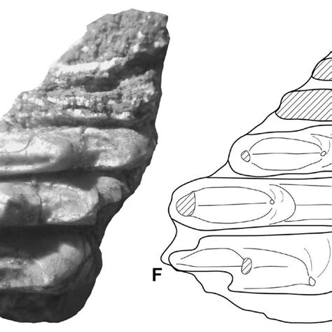 Stratigraphic Columns Of Triassic Strata In Borden County West Texas