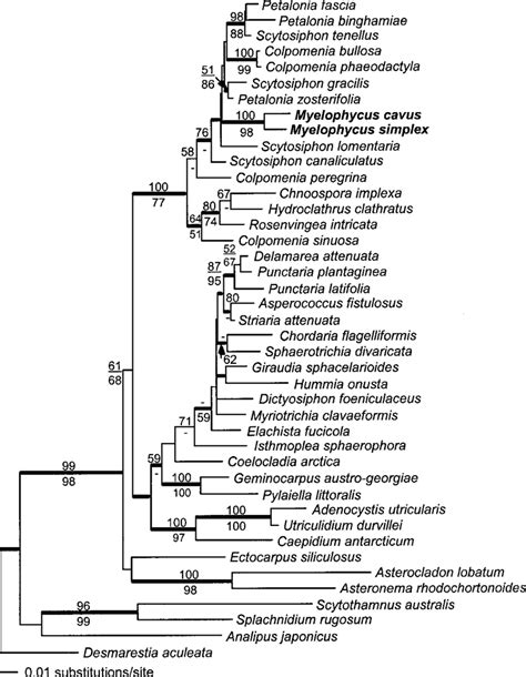 maximum likelihood tree for myelophycus and relatives estimated from