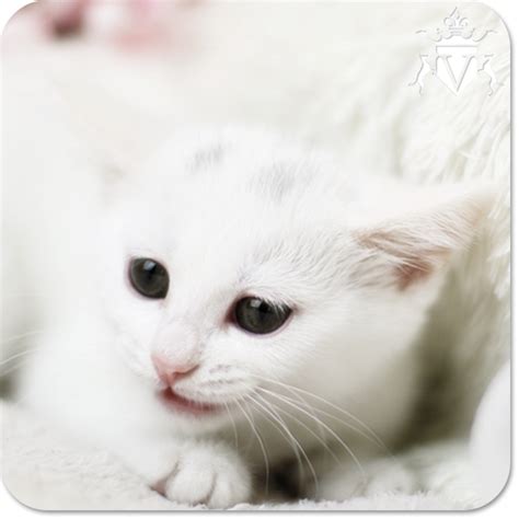 터키쉬앙고라 25만원~ 대전강아지분양 아비시니안 아메리칸숏헤어분양 시츄분양 강아지파양 푸들종류 먼치킨고양이입양 부산강아지무료분양 빅토리아펫 강아지분양