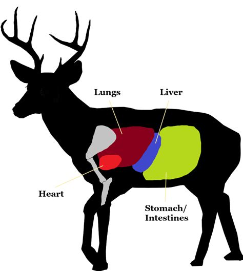 Blood Trailing Deer Anatomy Zero To Hunt