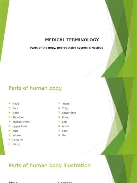 7 Combining Forms Parts Of The Body Andreproductive Pdf