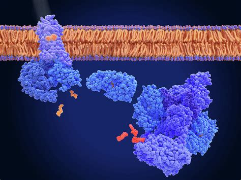 Activation Of Rhodopsin By Light Leads Photograph By Juan Gaertner Fine Art America