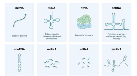 Rna Analysistranscriptomics Market Forecast2024 2030