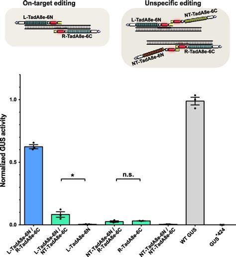 Figure 6 From Development Of Tale‐adenine Base Editors In Plants Semantic Scholar