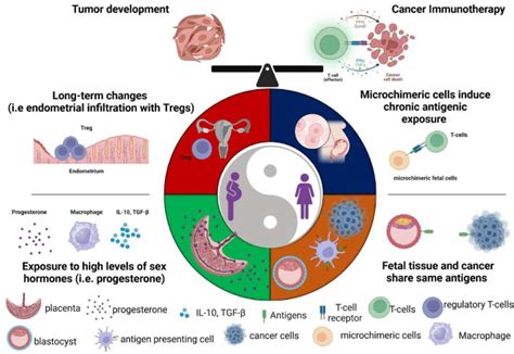 Sex Dimorphism And Cancer Immunotherapy May Pregnancy Solve The Puzzle